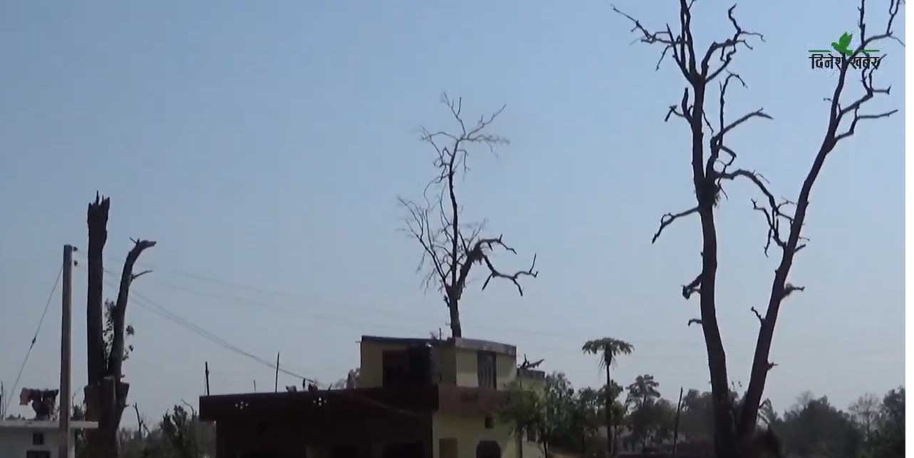 2 RUKHA.jpg | Dinesh Khabar