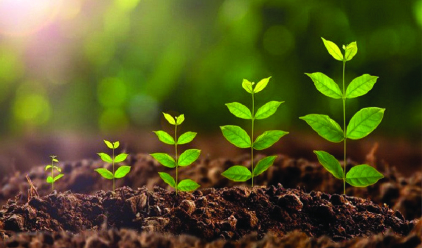 कञ्चनपुरमा बाँझो जग्गामा वृक्षरोपण | Dinesh Khabar